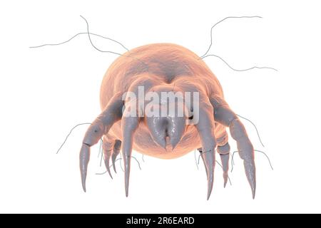 Dust mite, computer illustration Stock Photo - Alamy
