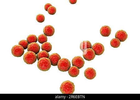 Enterococcus faecalis. Computer illustration of Enterococcus faecalis ...