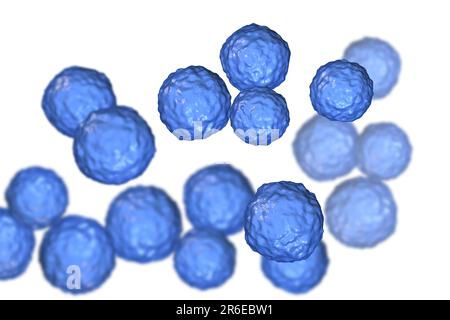 Enterococcus faecalis. Computer illustration of Enterococcus faecalis ...