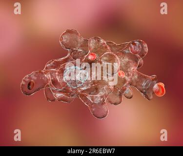 Parasitic amoeba (Entamoeba histolytica) causes amoebic dysentery ...