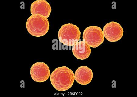 Enterococcus faecalis. Computer illustration of Enterococcus faecalis ...