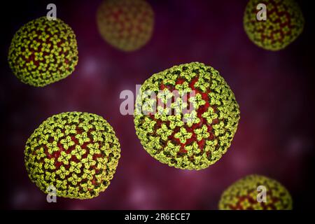 Hantavirus particles, computer illustration. Several hantaviruses cause ...
