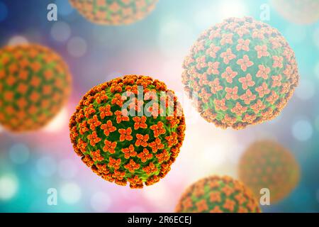 Hantavirus particles, computer illustration. Several hantaviruses cause ...