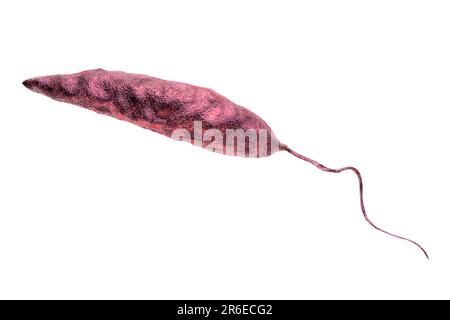 Leishmania sp. protozoa, computer illustration. This parasite causes ...
