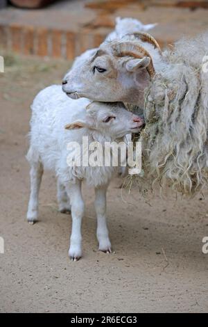 Skudde, endangered livestock breed, sheep breed, on the Red List ...