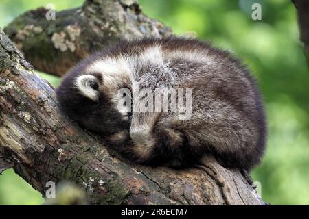 Raccoon (Procyon lotor) Curled Up on End of Log Summer - captive animal ...