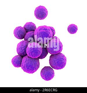 MRSA bacteria. Computer artwork of methicillin-resistant Staphylococcus ...