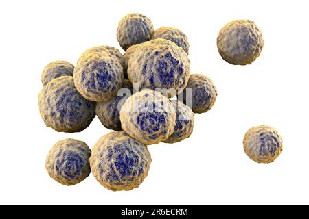 MRSA bacteria. Computer artwork of methicillin-resistant Staphylococcus ...