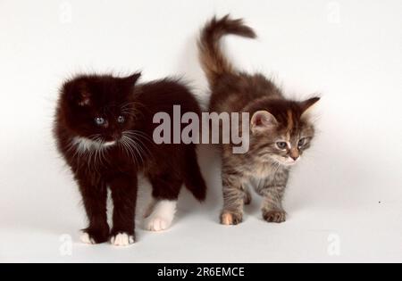 Norwegian Forest Cats, Kittens, 8 weeks Stock Photo - Alamy
