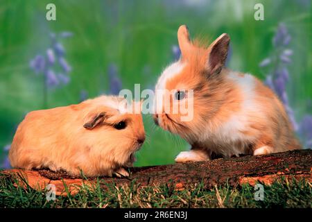 Lion's mane dwarf rabbits and kittens, lion's mane dwarf rabbits, lion ...