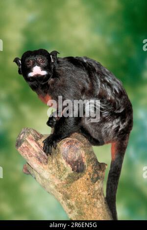 South American White lipped tamarin, a.k.a. Red-bellied tamarin ...
