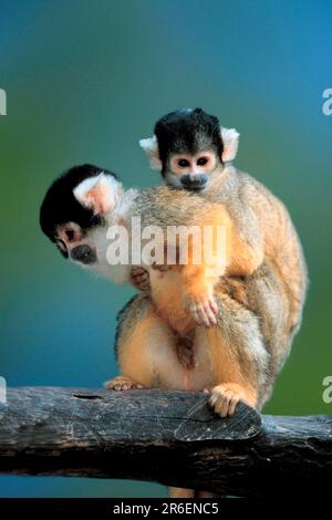 Squirrel Monkey (Saimiri sciureus), female with young Stock Photo - Alamy