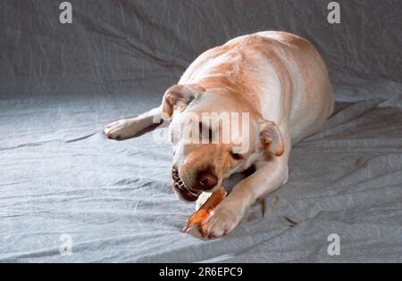 Labrador Retriever yellow rawhide bone Stock Photo - Alamy