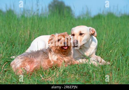 Labrador Retriever and Yorkshire Terrier Stock Photo - Alamy