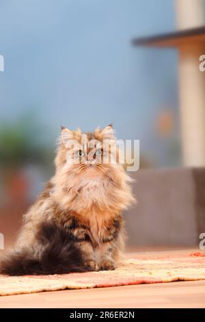 British Longhair Cat, black / Highlander, Lowlander, Britannica Stock ...