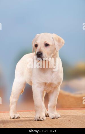 Studio photo of a baby labrador retriever, isolated over a white ...