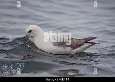 Northern fulmar Fulmarus glacialis Iceland July 2009 Stock Photo - Alamy