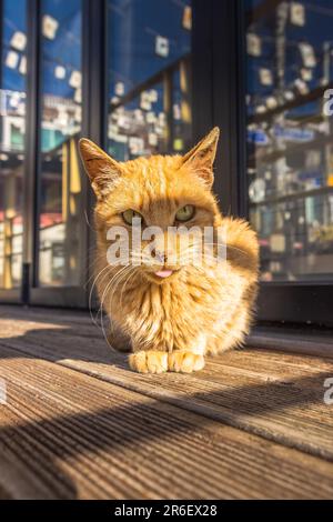 Orange tabby cat sitting with tail extended behind and pink flea collar ...