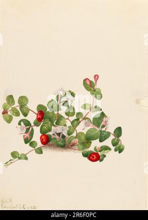 partridgeberry (Mitchella repens) Plantae Stock Photo - Alamy