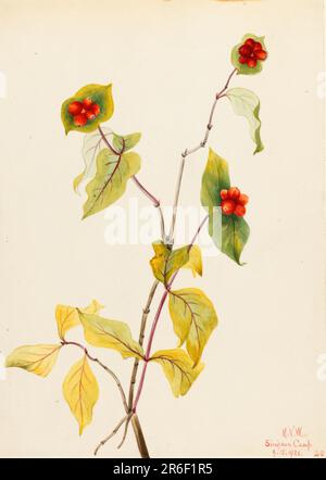 Mary Vaux Walcott - Douglas Honeysuckle (Lonicera glaucescens Stock ...
