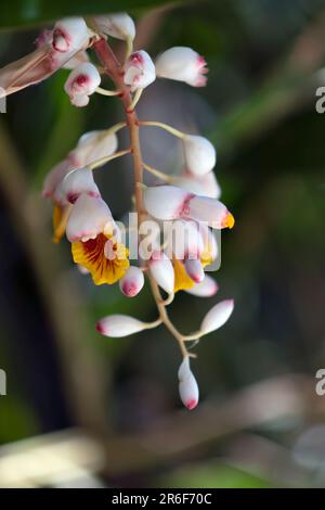 Alpinia Zerumbet commonly known as Shell Ginger on view at the ...