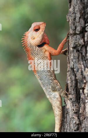 Breeding plumage Changable garden lizard, Calotes versicolor at Satara ...