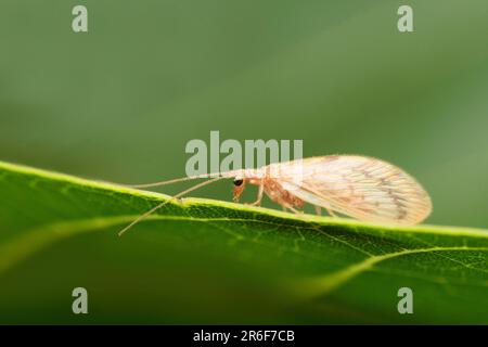 The wing of a common green lacewing (Chrysoperla carnea) up close ...