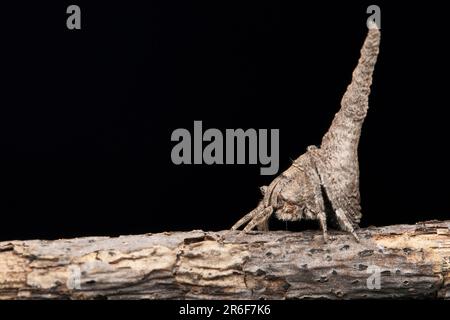 Twig mimic spider, Poltys columnaris, Satara, Maharashtra, India Stock ...