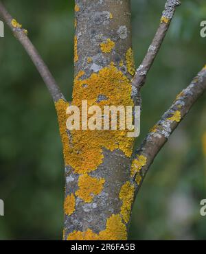 Tree trunk infected with fungi of Teloschistaceae family Stock Photo ...