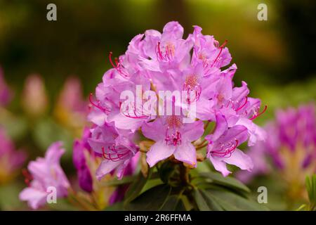 Ethereal Vision: Softened Background Highlights the Beauty of Azalea's ...