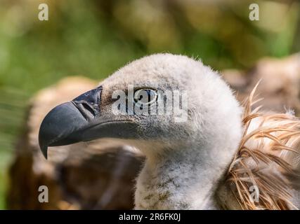 Closeup portrait of a grey vulture bird lying on the groun Stock Photo ...
