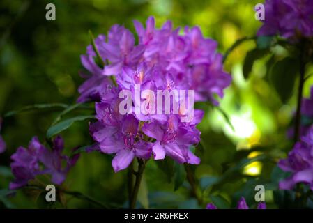 some examples of vibrant spring time flowers Stock Photo - Alamy