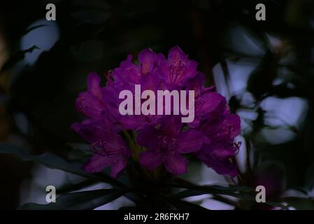 some examples of vibrant spring time flowers Stock Photo - Alamy
