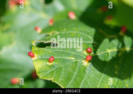Maple bladder galls, red rounded swellings on the upperside of maple ...