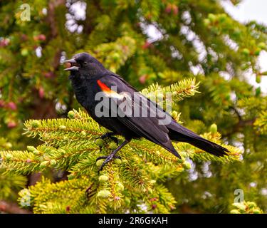 A side view of a blackbird with an open beak and flapping wings and ...