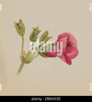(Untitled--Flower Study). Date: ca. 1876. Watercolor on paper. Museum ...