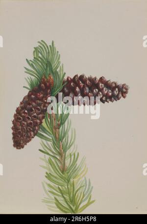 Needles and cones of Bristlecone Pine, Pinus longaeva, in Ancient ...