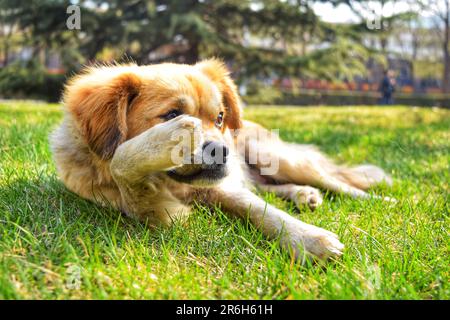 Experience the magic of human-animal interactions in the park as dogs ...