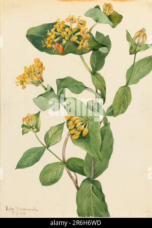 Mary Vaux Walcott - Douglas Honeysuckle (Lonicera glaucescens Stock ...