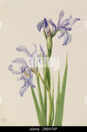 flag of America on the background of a flowering tree. Politics ...