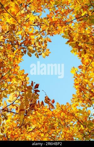 Sky visible through heart shaped gap formed of autumn trees crowns ...