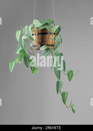 Potted tropical 'Epipremnum Pinnatum Cebu Blue' houseplant with silver ...