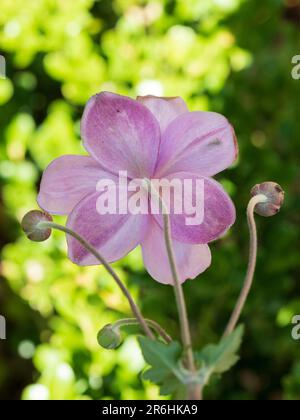 Closeup petal detail of willowy stemmed pink Japanese Windflower and ...