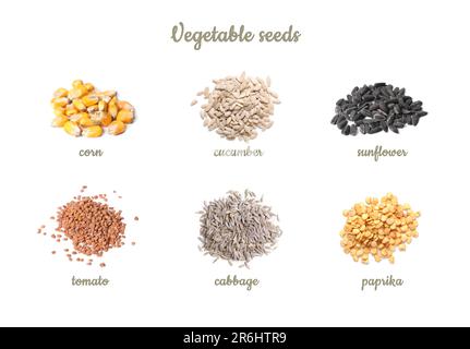 Set of vegetable seeds and its names on white background, top view ...