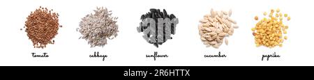 Set of vegetable seeds and its names on white background, top view ...