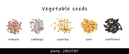 Set of vegetable seeds and its names on white background, top view ...