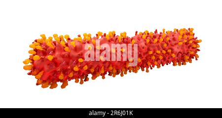 Respiratory syncytial virus (RSV) particles, computor illustration ...