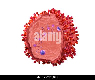 Respiratory syncytial virus (RSV) particles, computor illustration ...