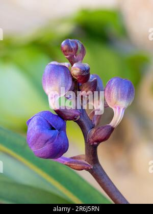 Dark blue Vanda Pachara Delight hybrid orchid flower on black ...