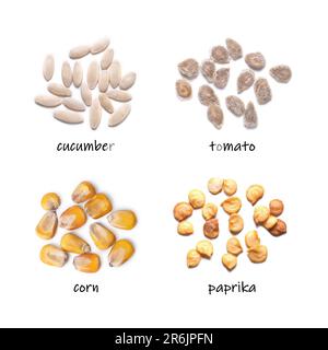 Set of vegetable seeds and its names on white background, top view ...
